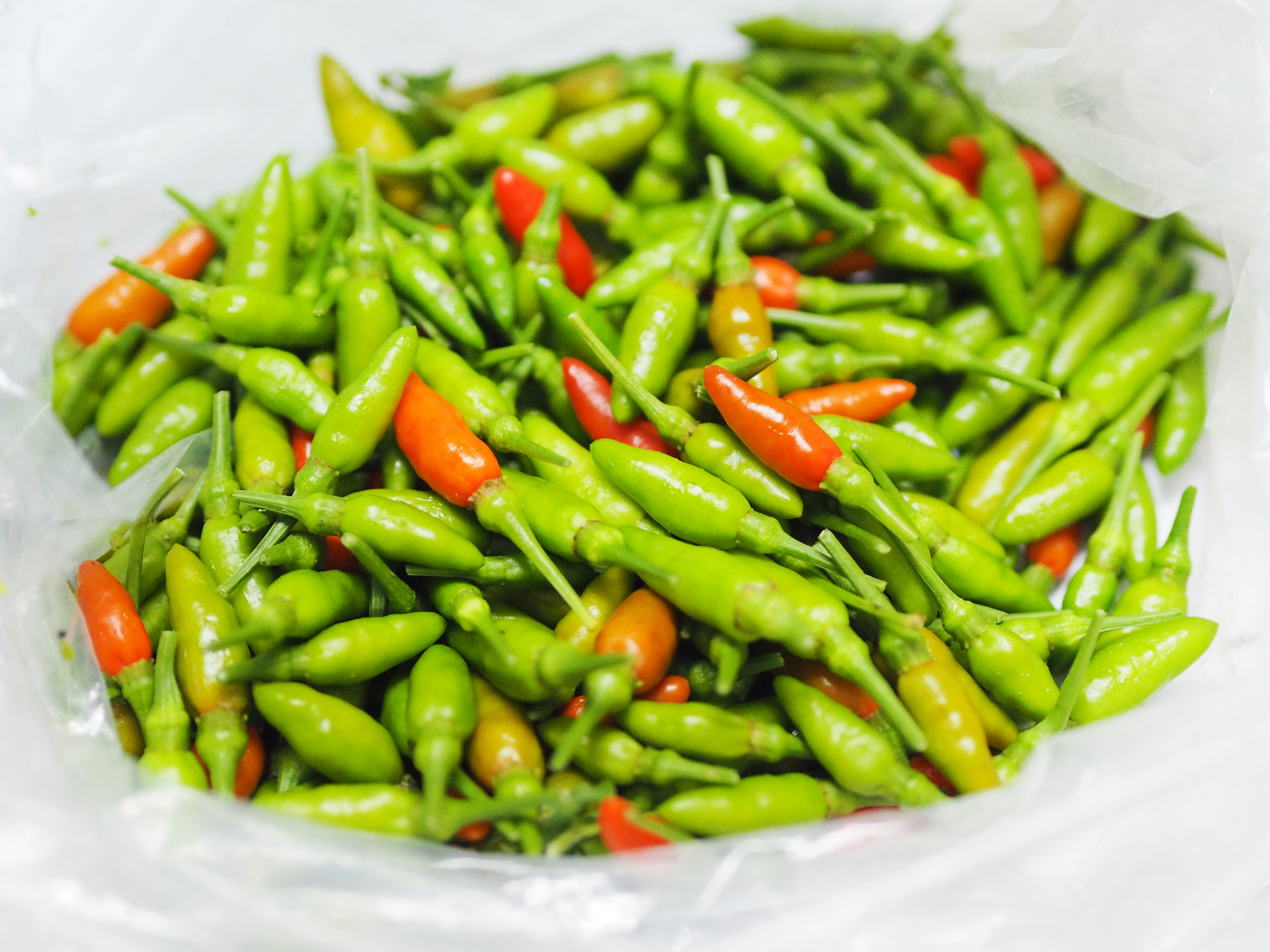10 Rekomendasi Bibit Cabe Rawit Terbaik | mybest