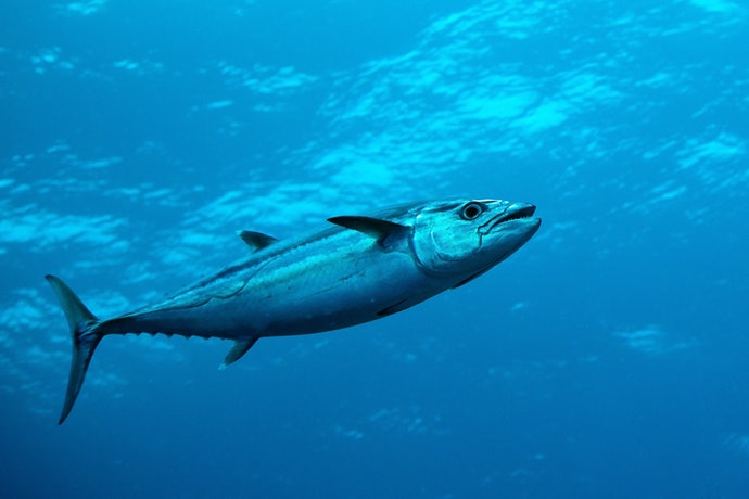 10 Rekomendasi Tuna Kaleng Terbaik [Ditinjau oleh Nutritionist] | mybest