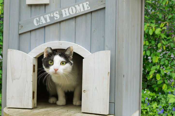 10 Rekomendasi Rumah Kucing Terbaik | mybest